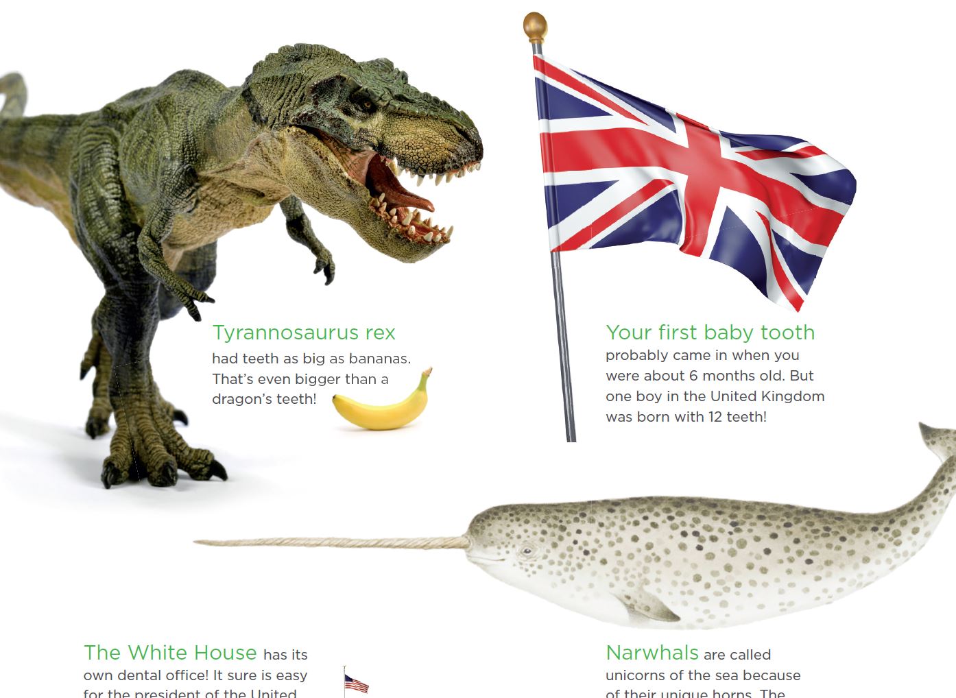 Animal Teeth: Handouts and Worksheets - Healthy Smile Learning