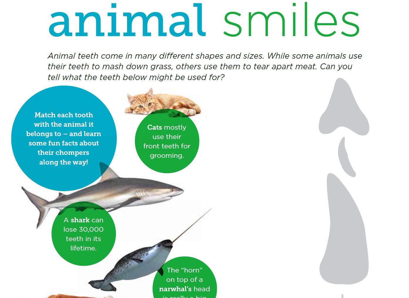 Animal Teeth: Handouts and Worksheets - Healthy Smile Learning